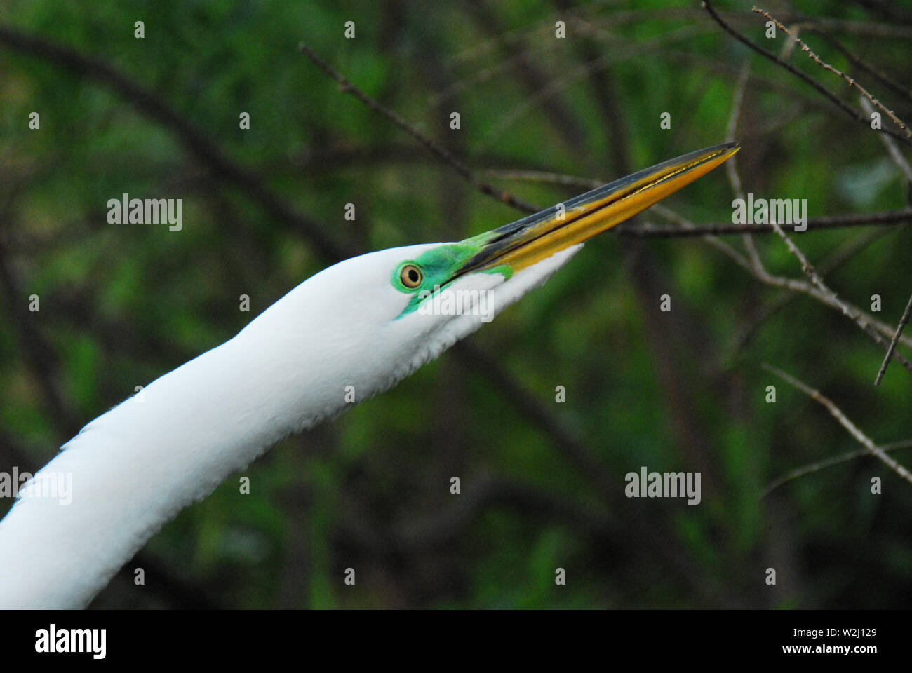 This extreme close up of a wild Great Egret head clearly shows the eye ...