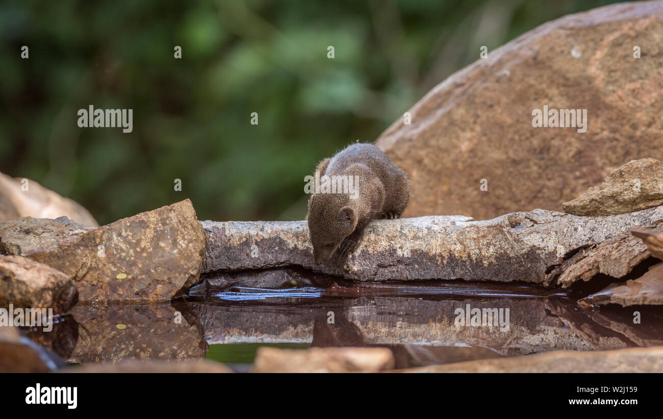 Water Mongoose High Resolution Stock Photography and Images - Alamy