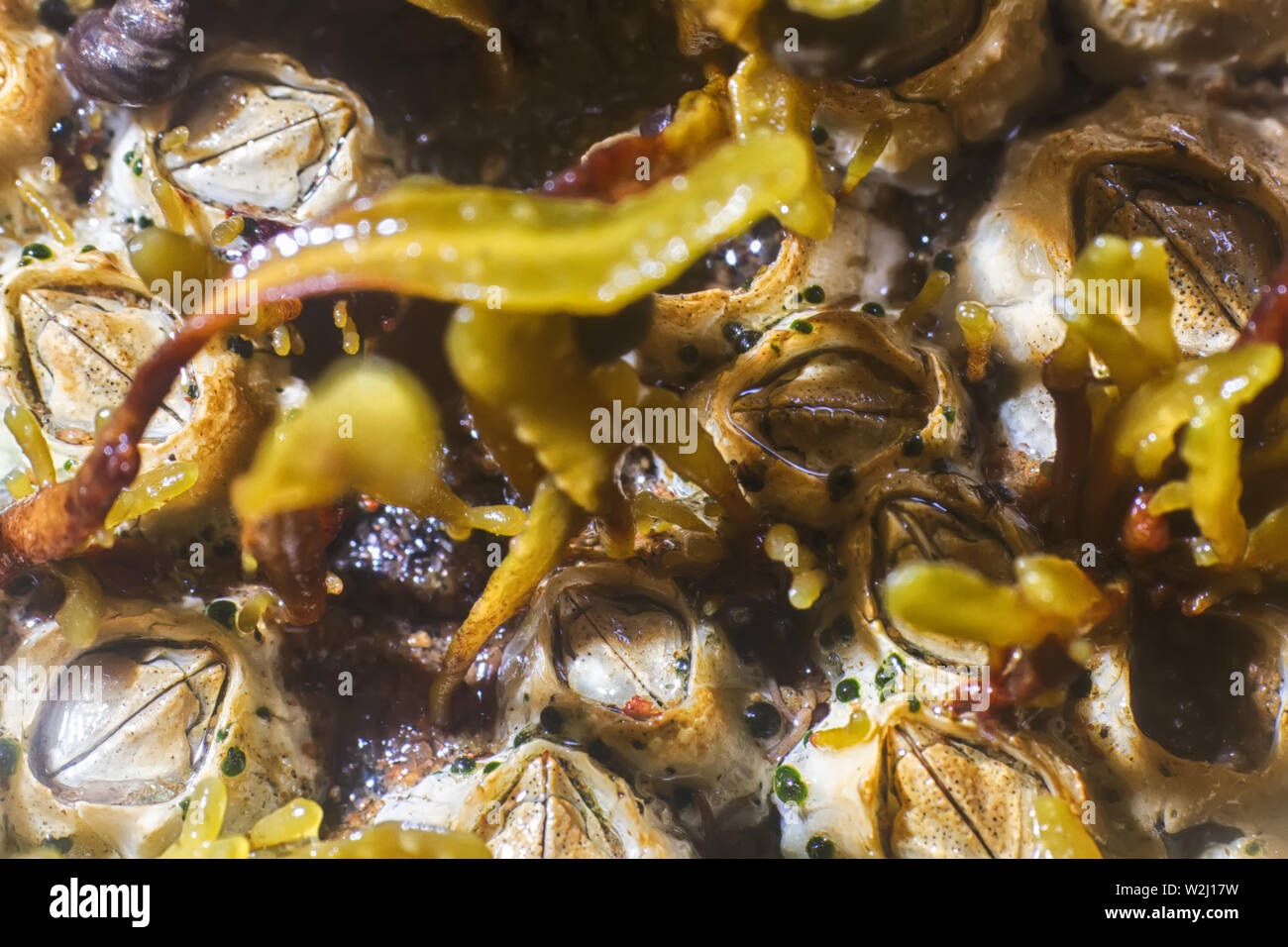 Harmful animals hi-res stock photography and images - Alamy