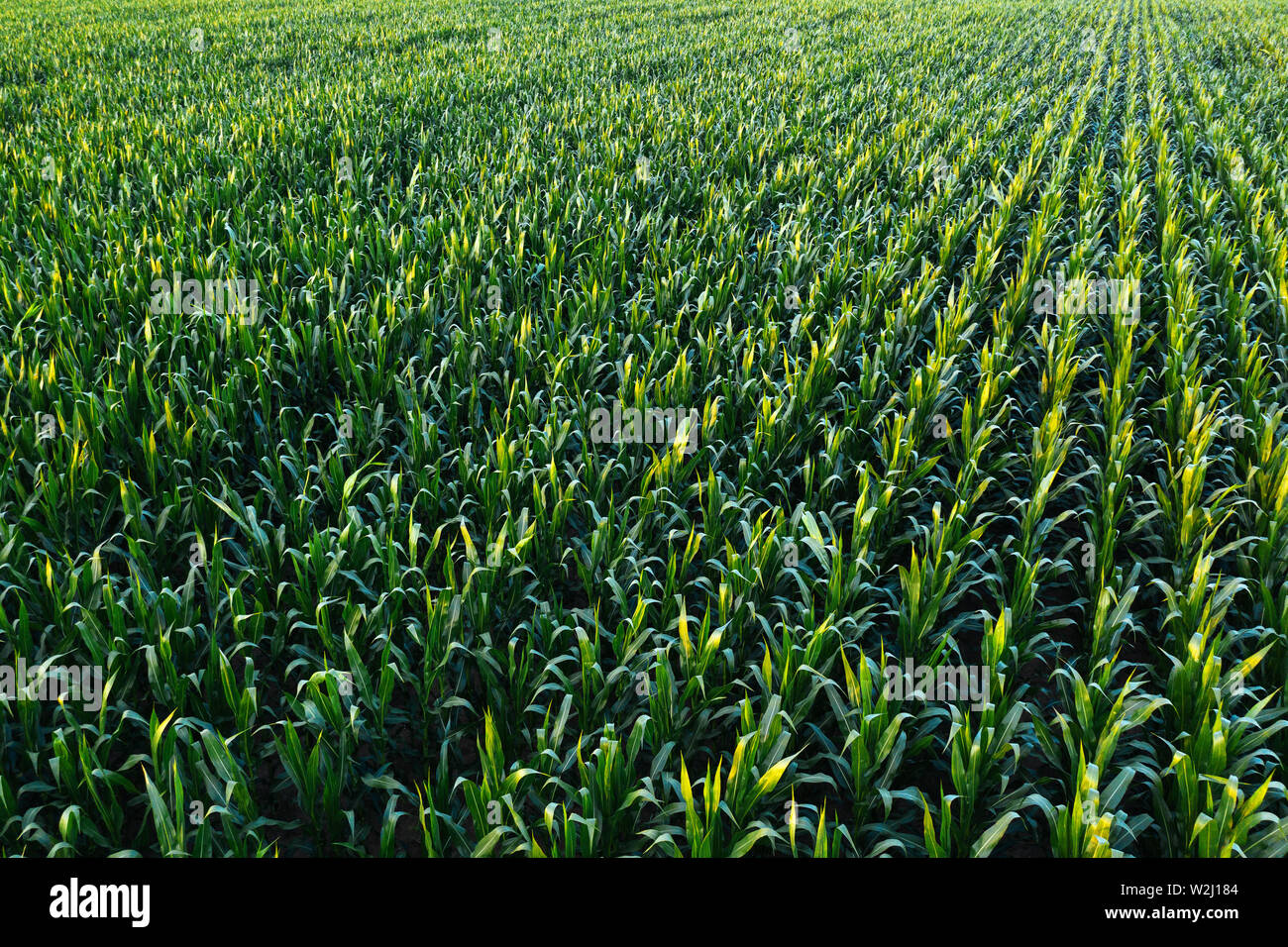 Aerial view of green corn crops field from drone pov Stock Photo - Alamy