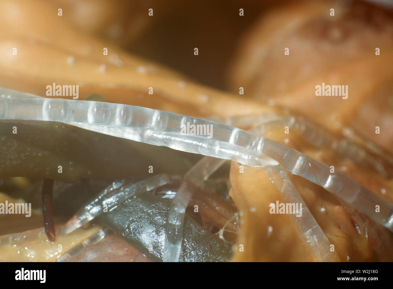 filamentous algae. macro of algal body (blade. thallus) and plant cell ...