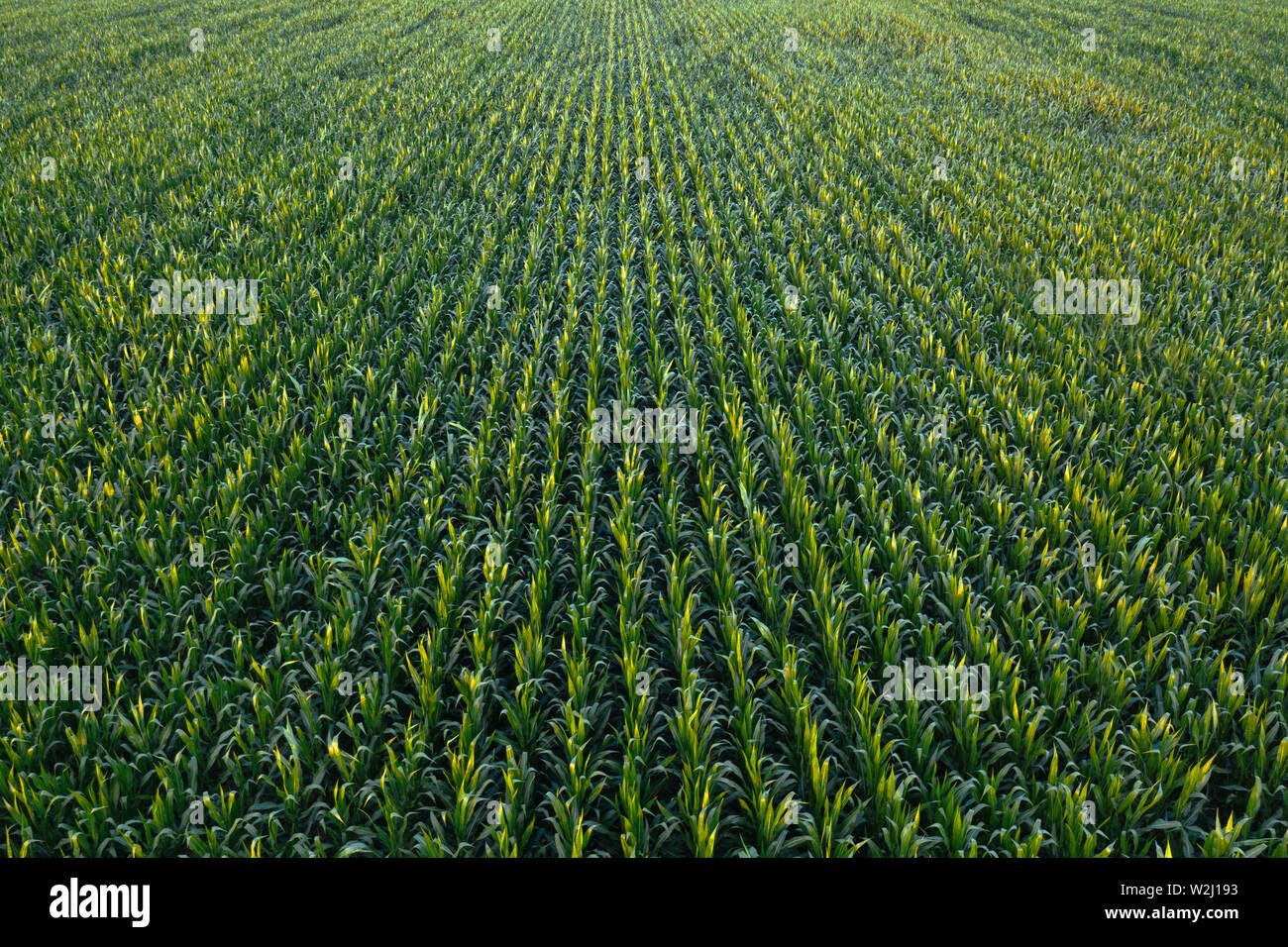 Aerial view of green corn crops field from drone pov Stock Photo - Alamy