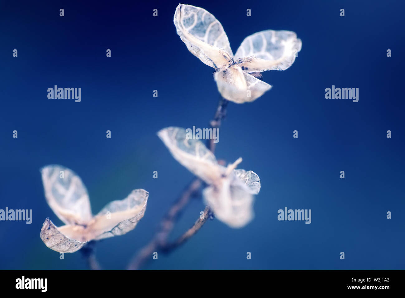 Enlarged flowers (even outwardly simple) look amazingly beautiful when ...