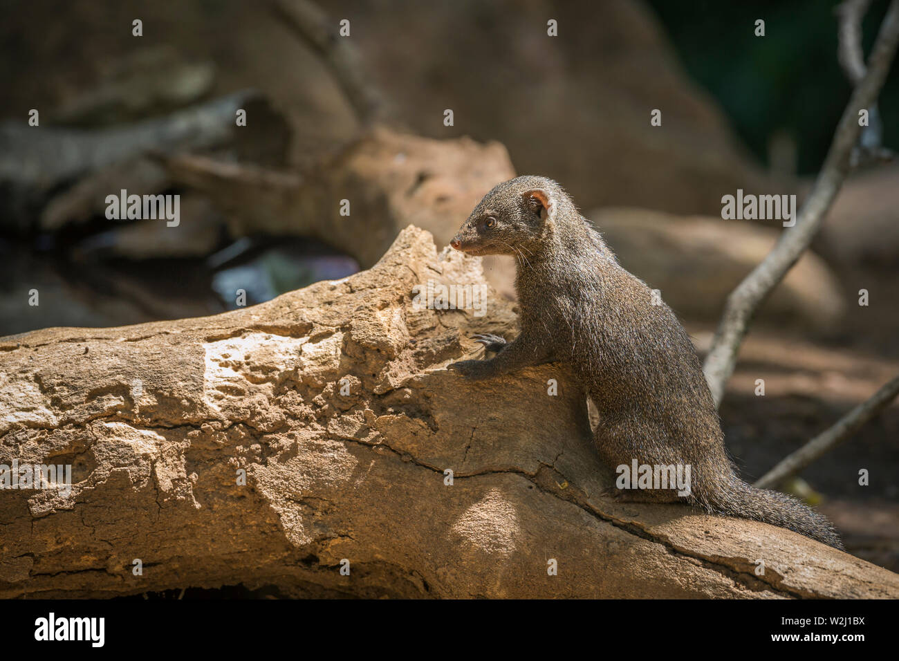 Common dwarf mongoose standing on log in Kruger National park, South ...