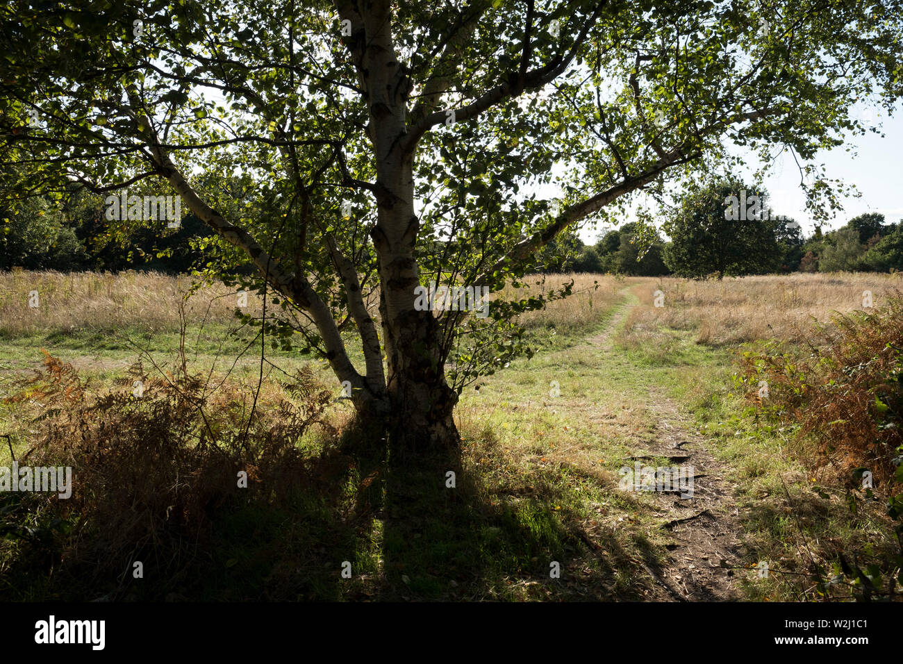 Pathways across Putney Common , London uk Stock Photo - Alamy
