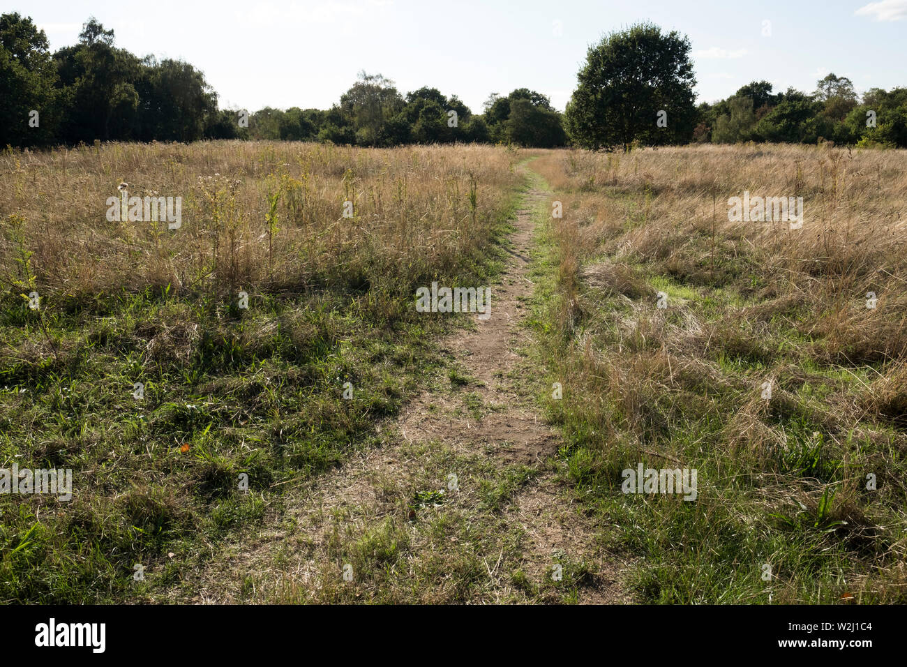 Pathways across Putney Common , London uk Stock Photo - Alamy