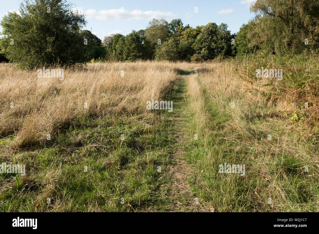 Pathways across Putney Common , London uk Stock Photo - Alamy