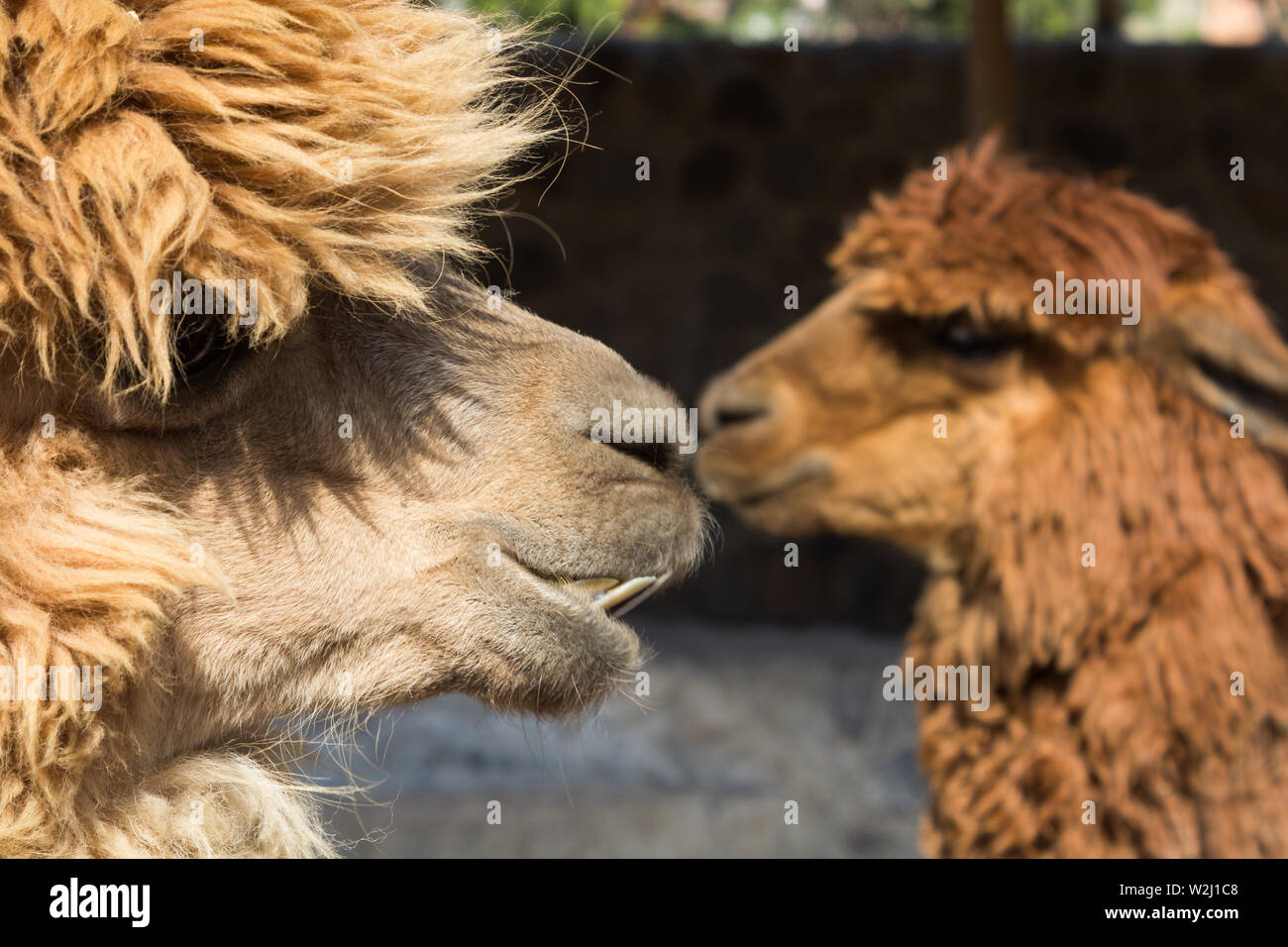 Alpaca wool is widely used in Peru Stock Photo - Alamy