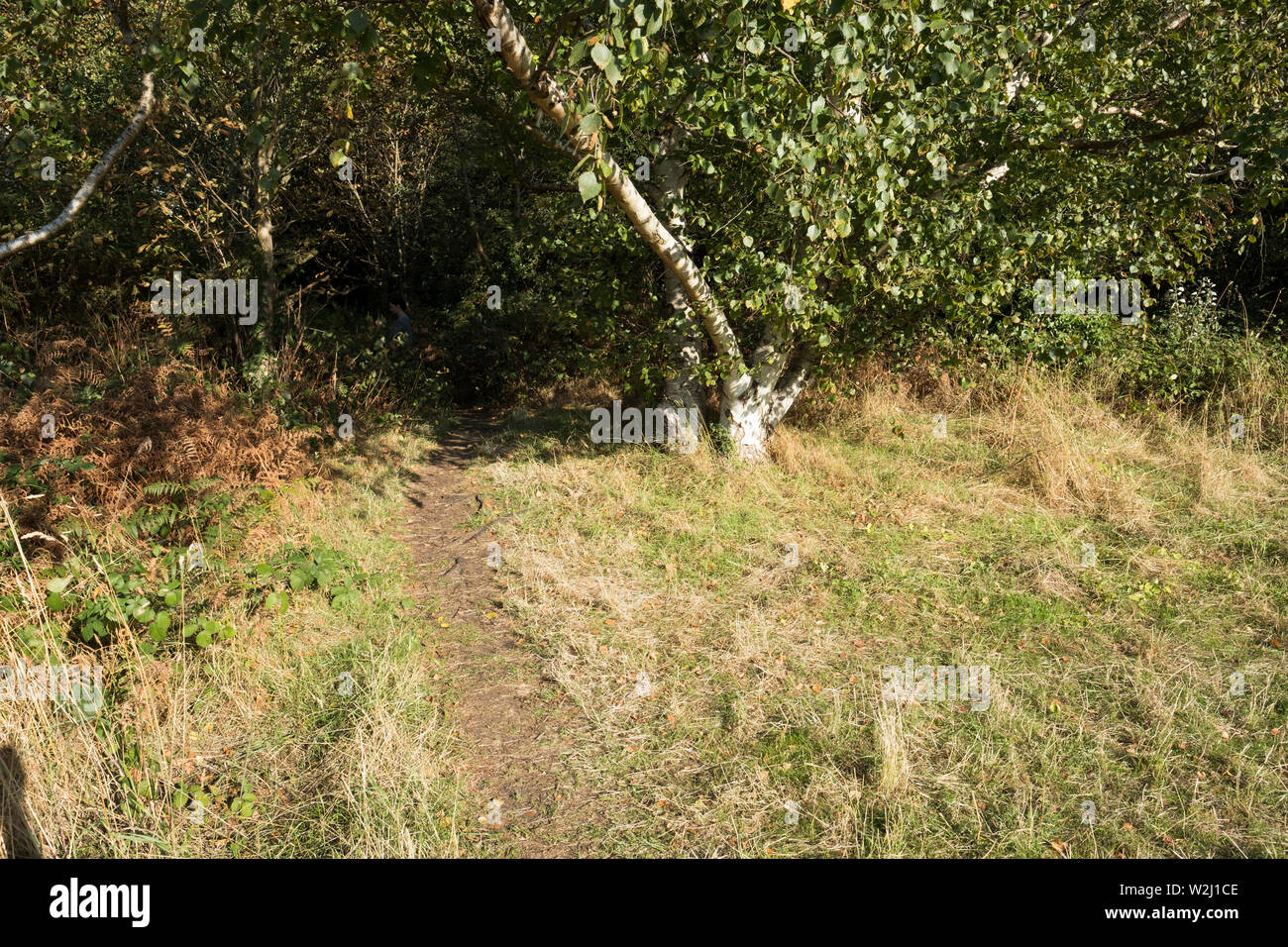 Pathways across Putney Common , London uk Stock Photo - Alamy