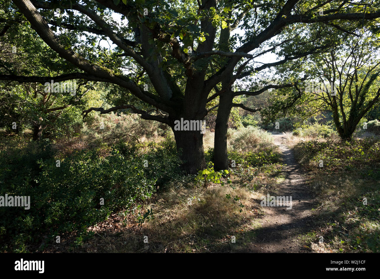 Pathways across Putney Common , London uk Stock Photo - Alamy