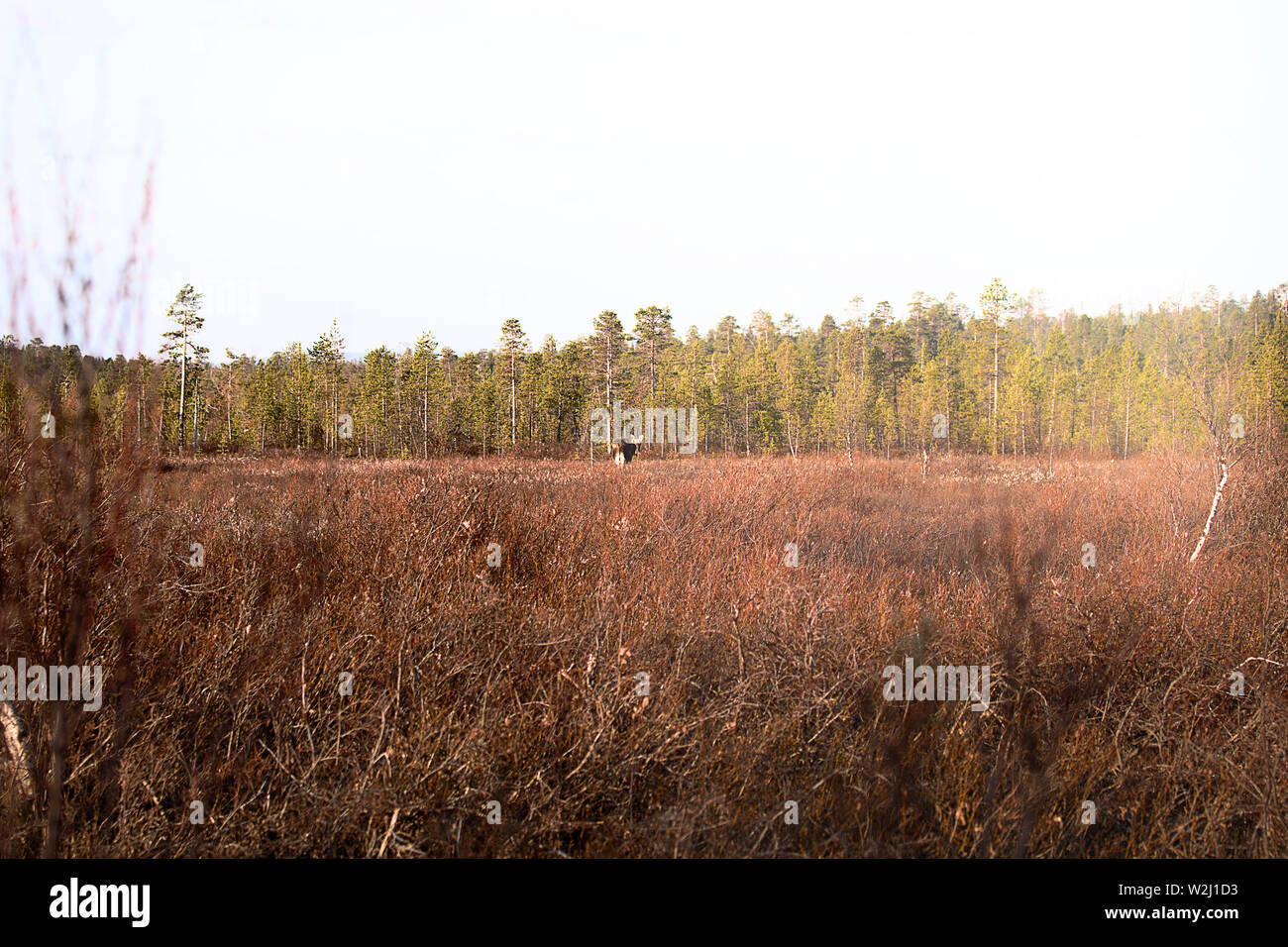 Characteristic features of the Northern taiga. Forest glade overgrown ...