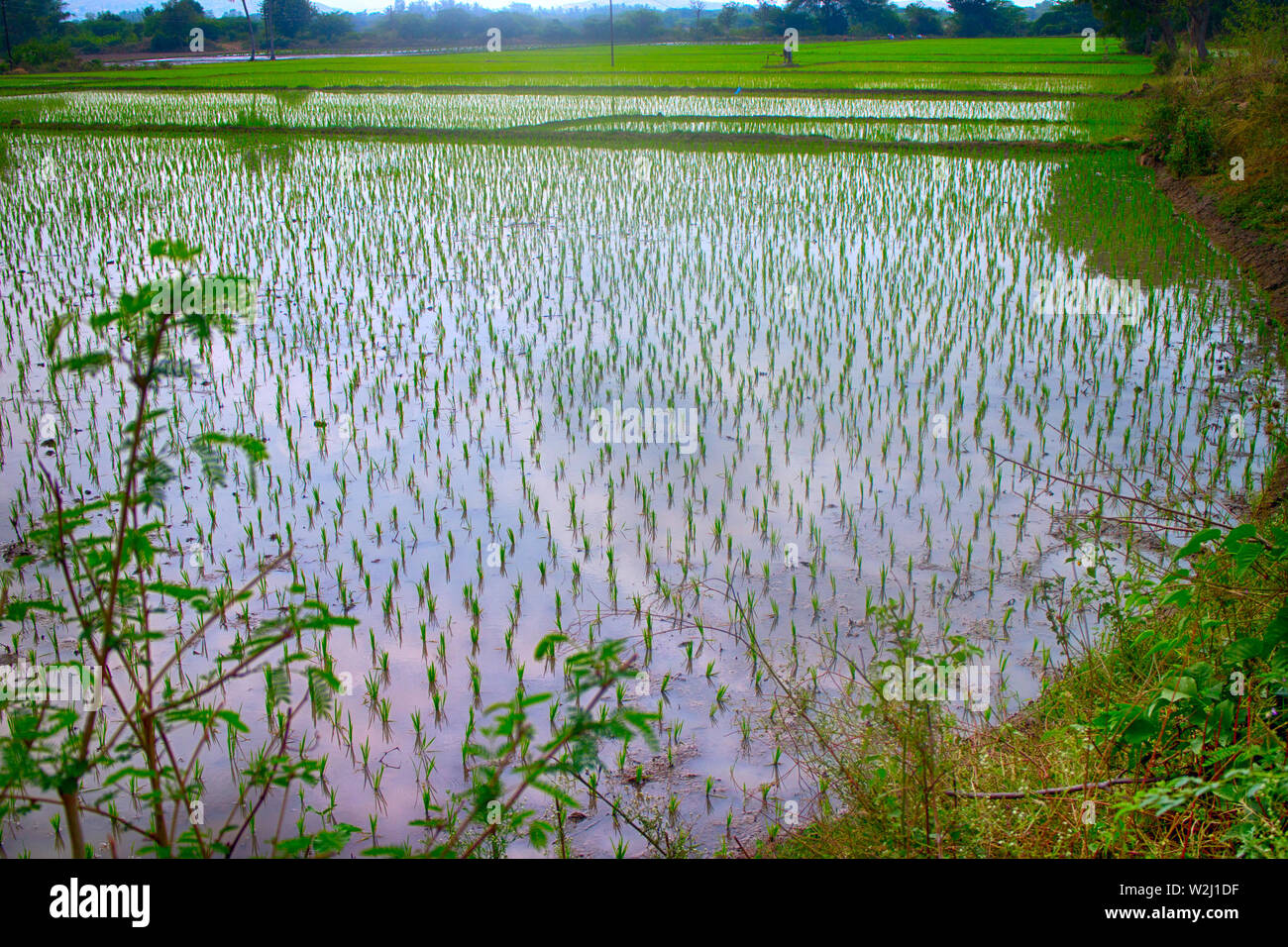 Rice growing in India, Karnataka state. Checks of rice fields (paddy ...
