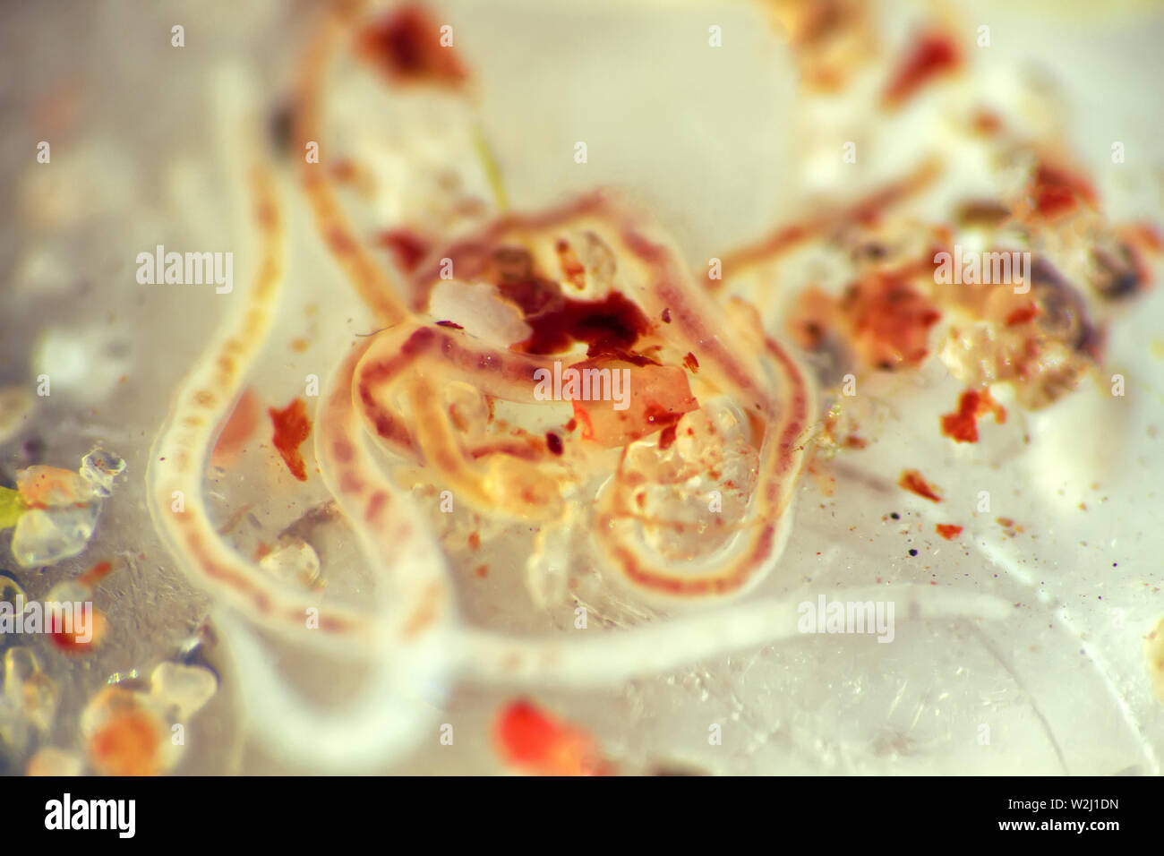 coastal worms of White sea microscopic size. animals of the tidal zone ...
