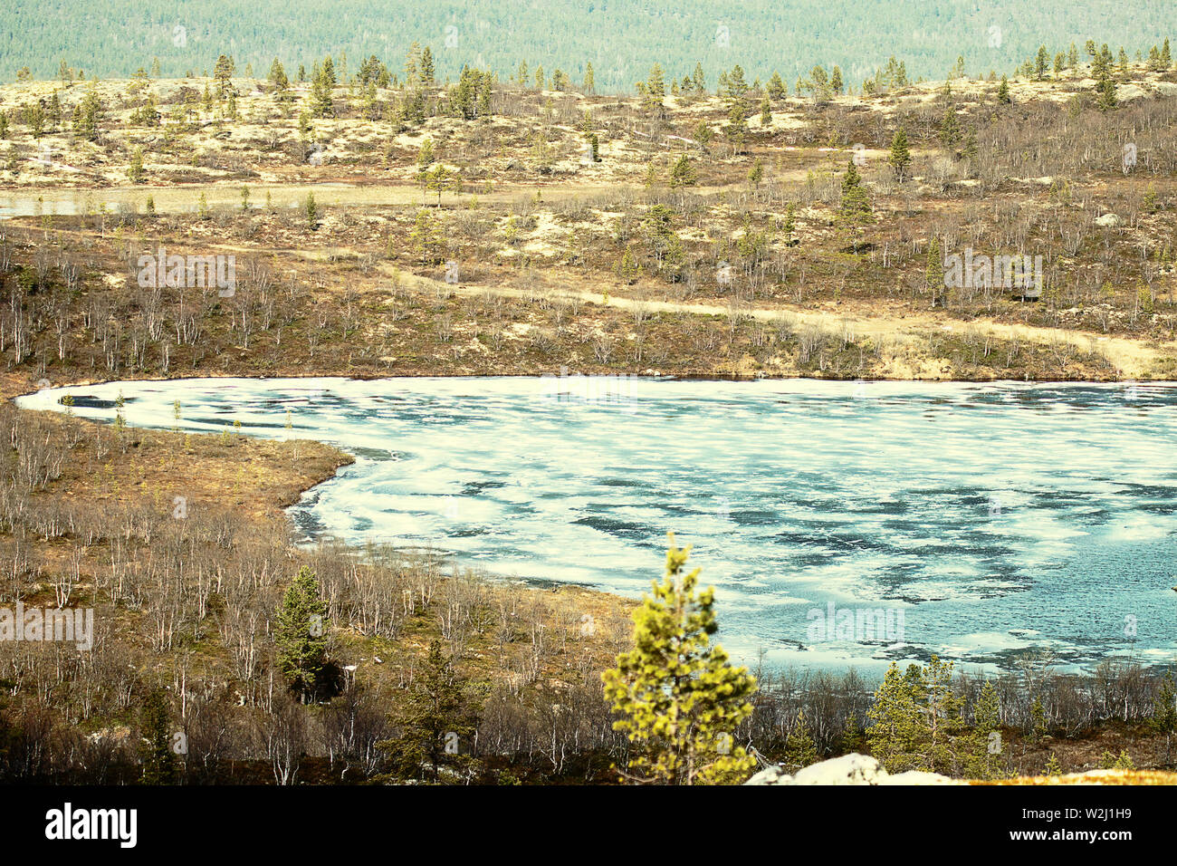 Spring in Lapland lake-forest land, birch elfin. Snow in the woods had ...