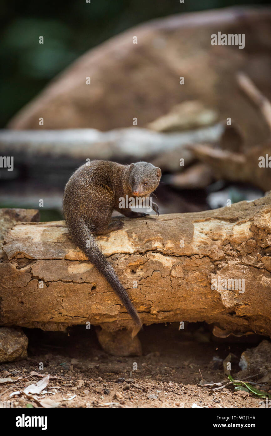 Common dwarf mongoose standing on log in Kruger National park, South ...