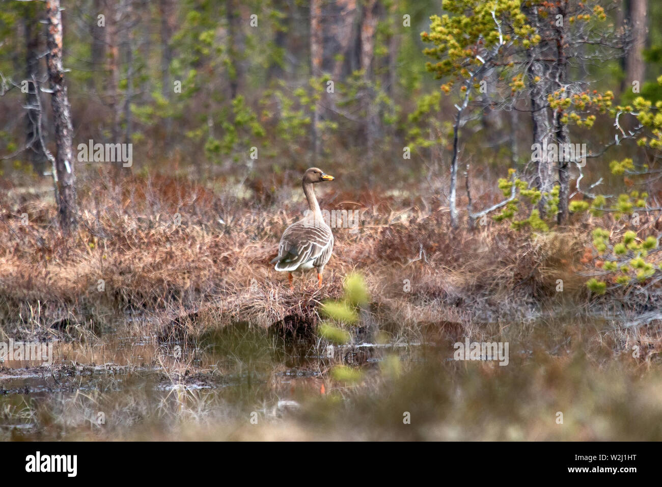 Forest-breeding bean goose (Anser fabalis fabalis) subspecies. This ...