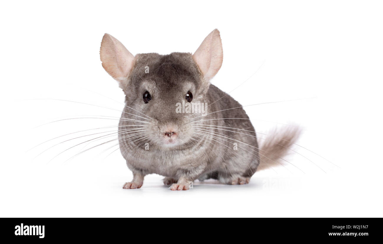 Cute grey Chinchilla, standing facing camera. Isolated on white ...