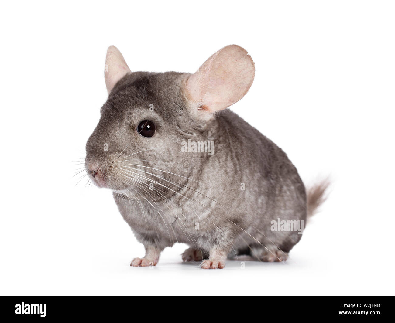 Cute grey Chinchilla, standing side ways. Isolated on white background ...