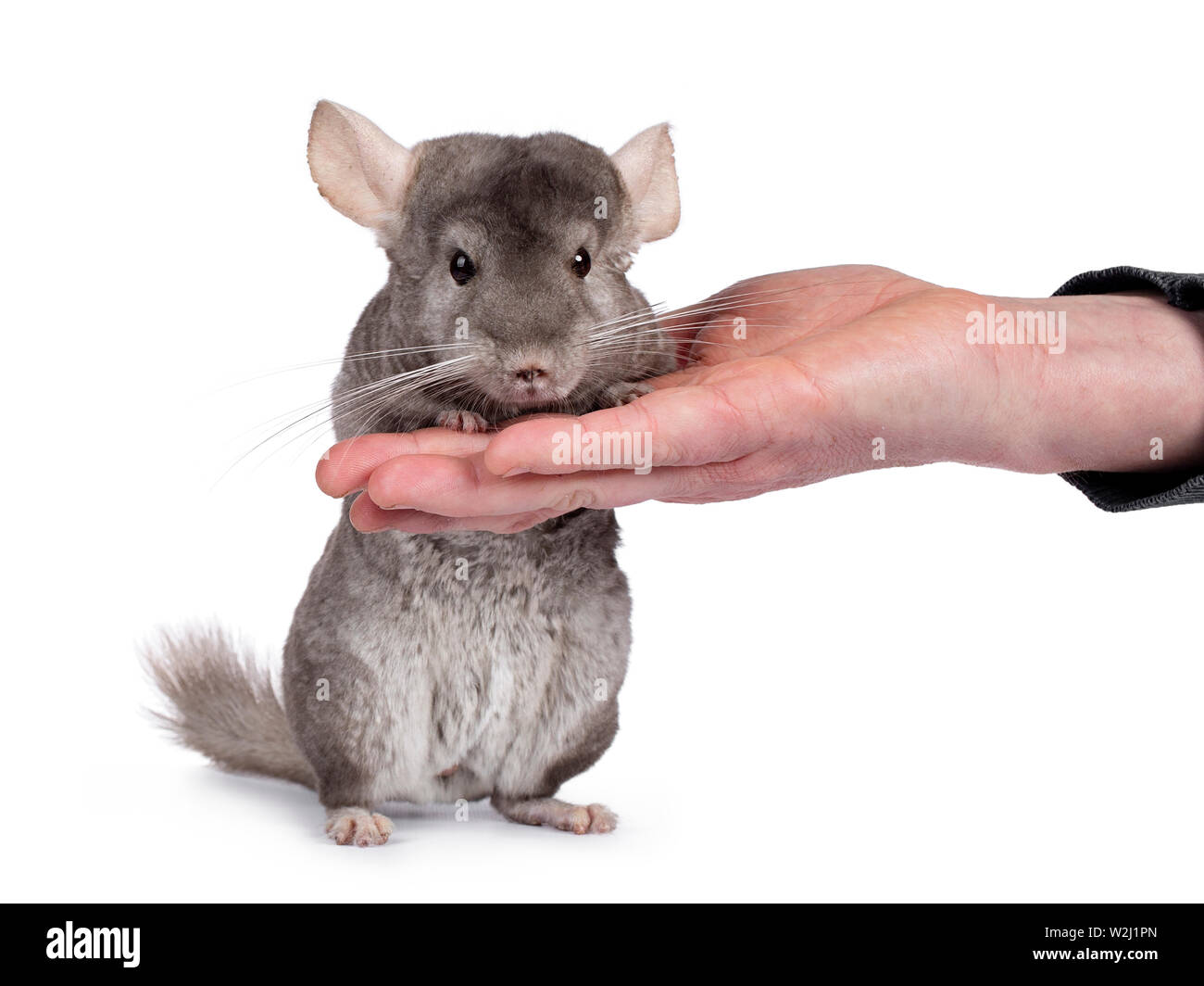 Cute grey Chinchilla, standing facing camera on hind paws, leaining on ...
