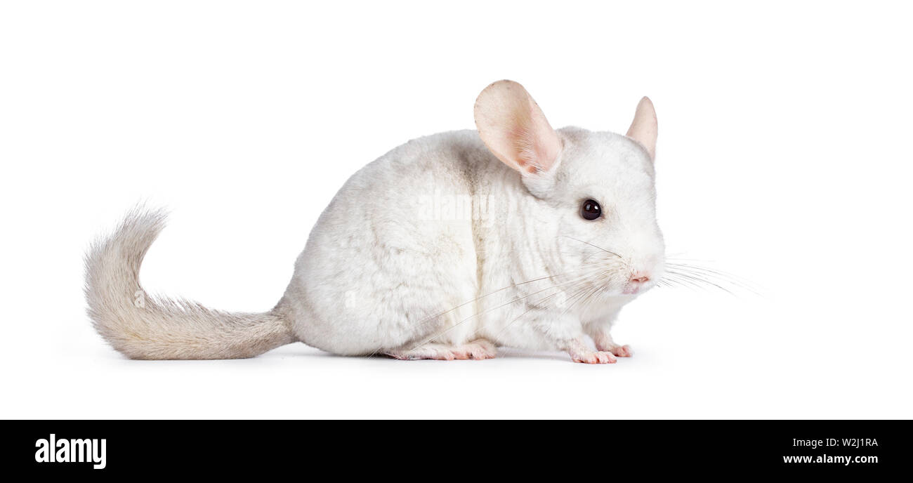 White Chinchilla Brevicaudata