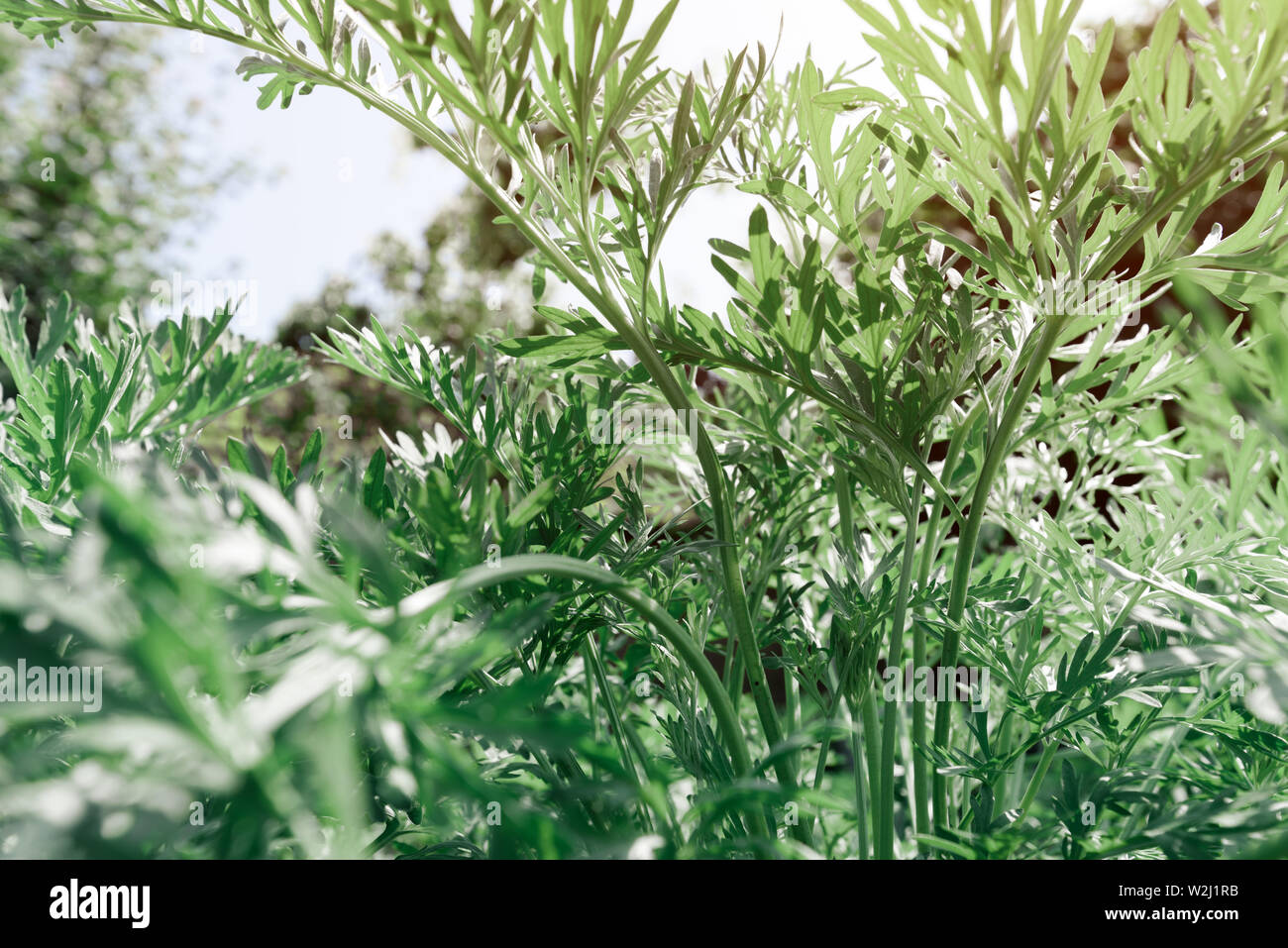 Absinthe wormwood hi-res stock photography and images - Alamy