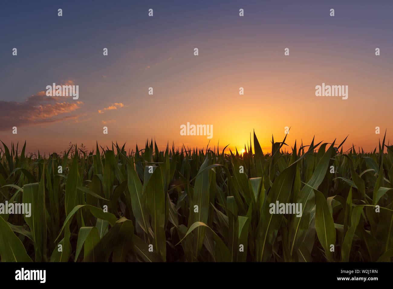 Corn field at sunset with beautiful sky as copy space Stock Photo - Alamy