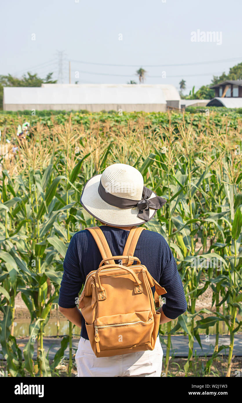 Women shoulder backpack and Wear a hat Background corn fields Stock ...