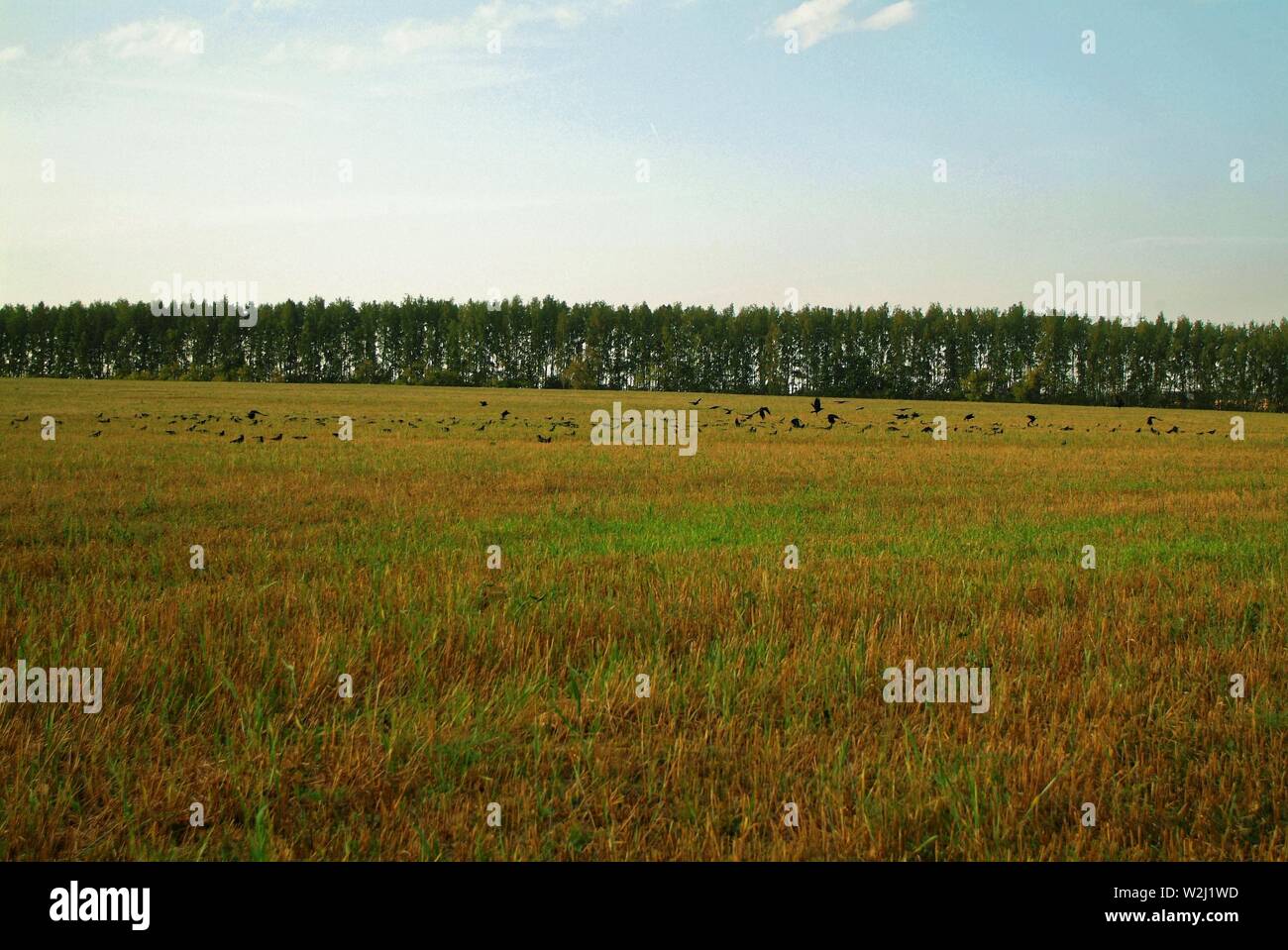 Rooks field hi-res stock photography and images - Alamy