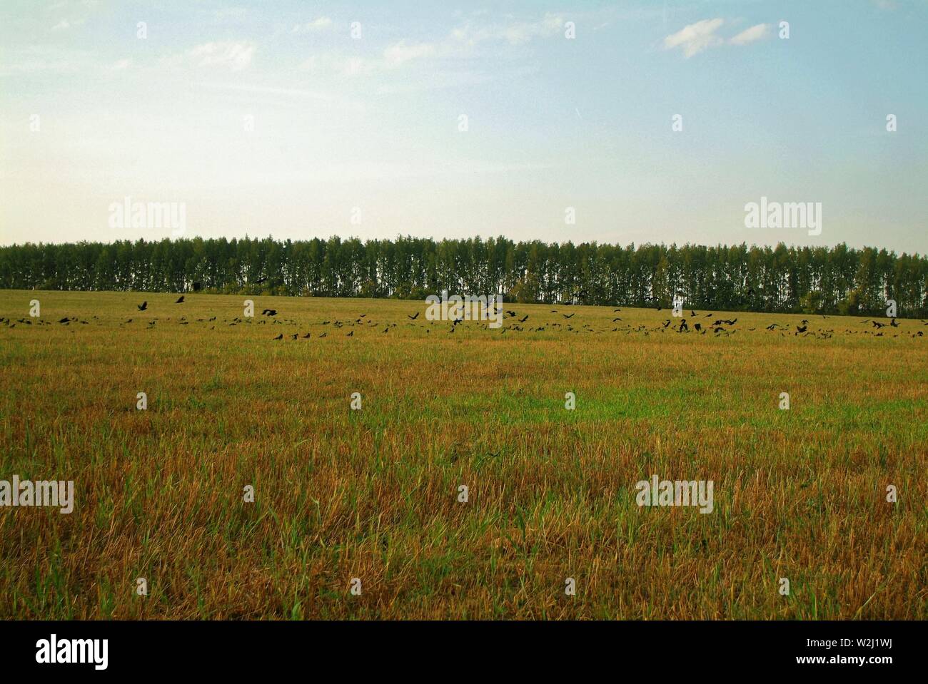 Diet of rooks hi-res stock photography and images - Alamy