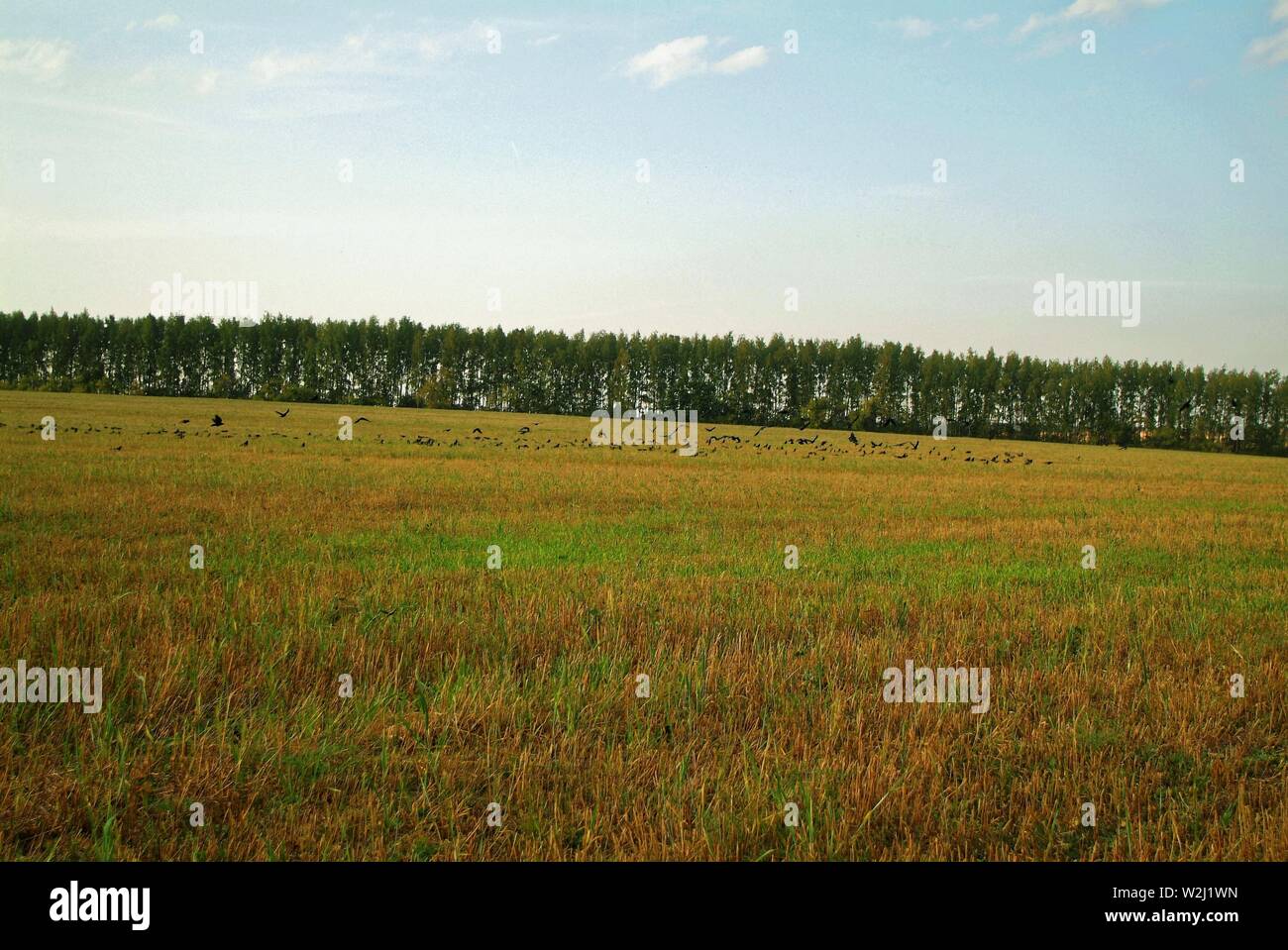 a flock of rooks on a sloping field in autumn, Russia Stock Photo - Alamy