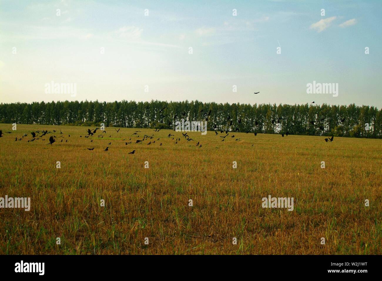 Rooks field hi-res stock photography and images - Alamy