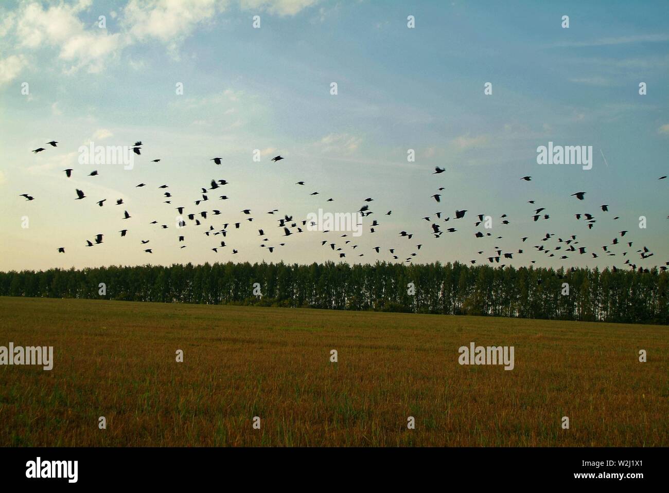 Diet of rooks hi-res stock photography and images - Alamy