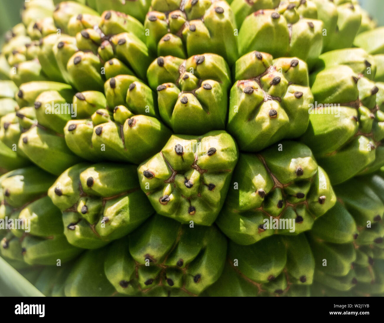 Pandanus Palm Fruit Closeup, natural patterns Stock Photo - Alamy