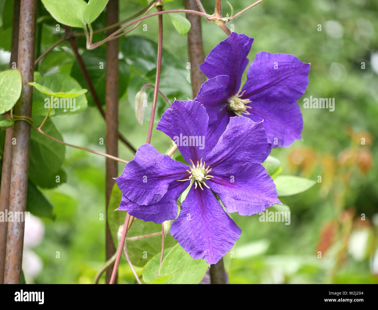 Clematis etoile violette hi-res stock photography and images - Alamy
