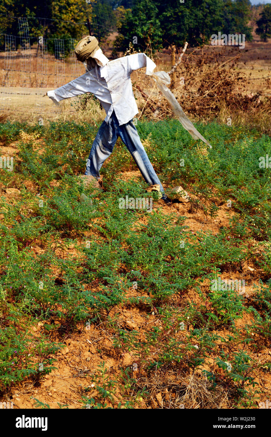 Common scarecrows hi-res stock photography and images - Alamy