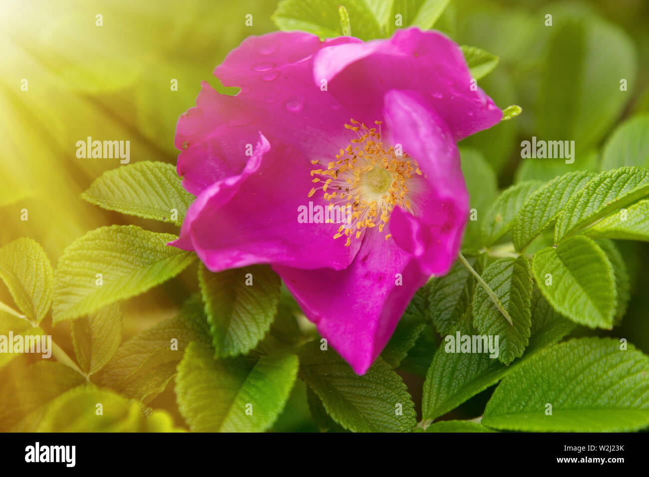 Wild rose, ramanas rose (Rosa rugosa rubra) blooms and fills air with ...