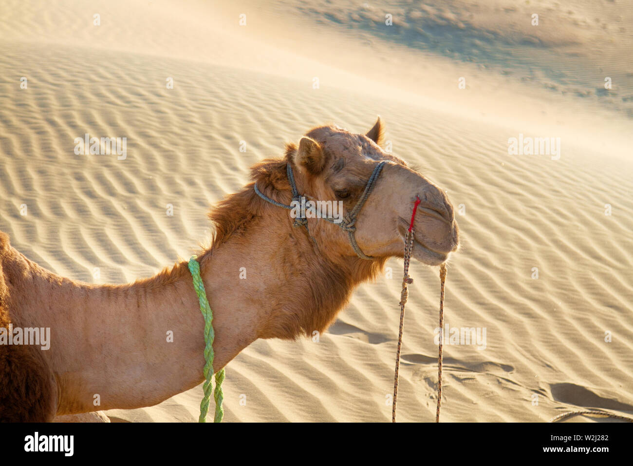 Arrogant proud camel dromader on the background of dunes. Portrait in ...
