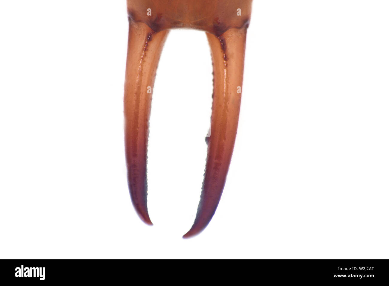 Pincher bug (giant earwig, Labidura riparia, Dermaptera) ultra macro ...