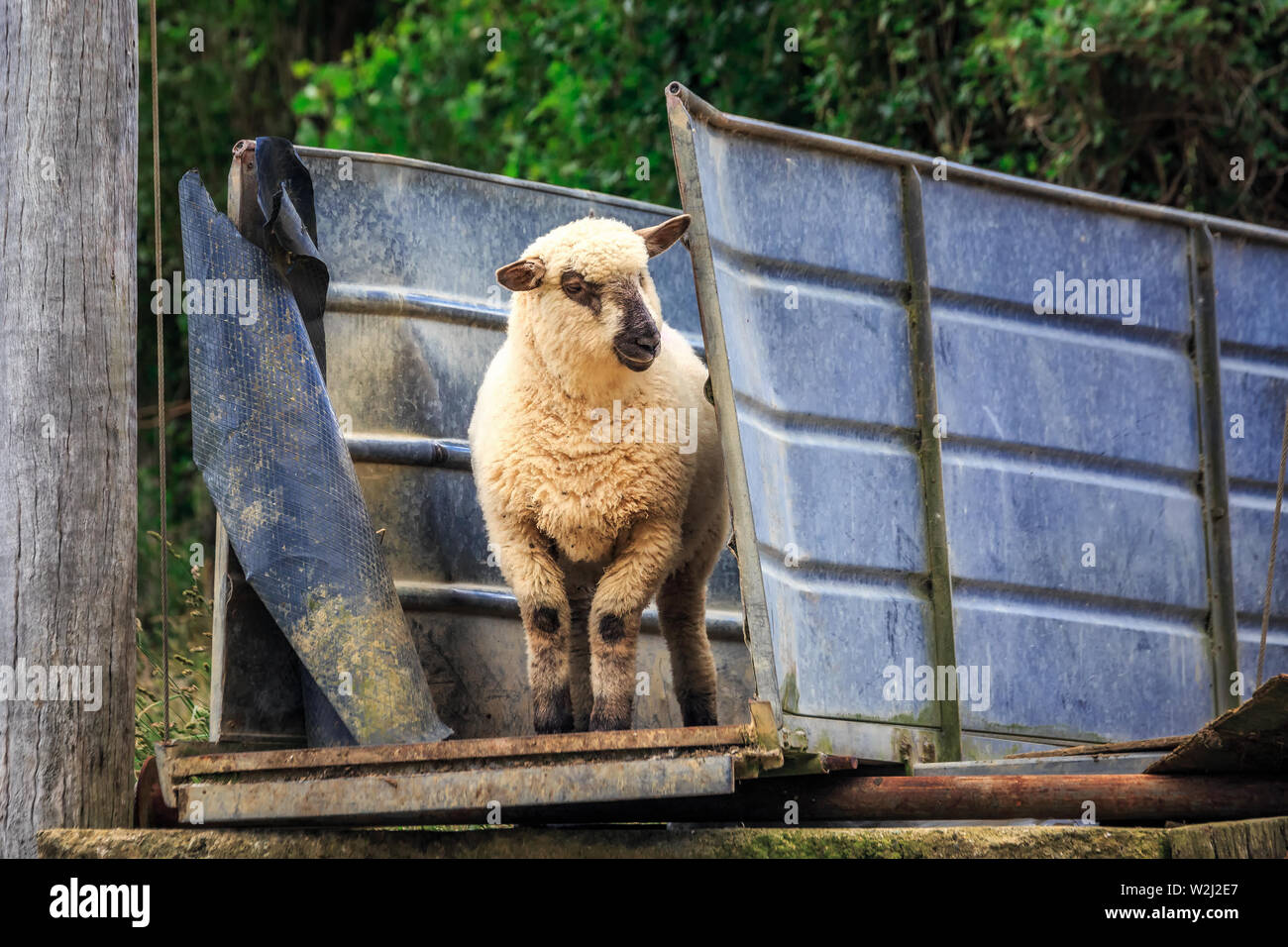 Sheep hiding in the iron tunnel in the Southern Scenic Route, New ...