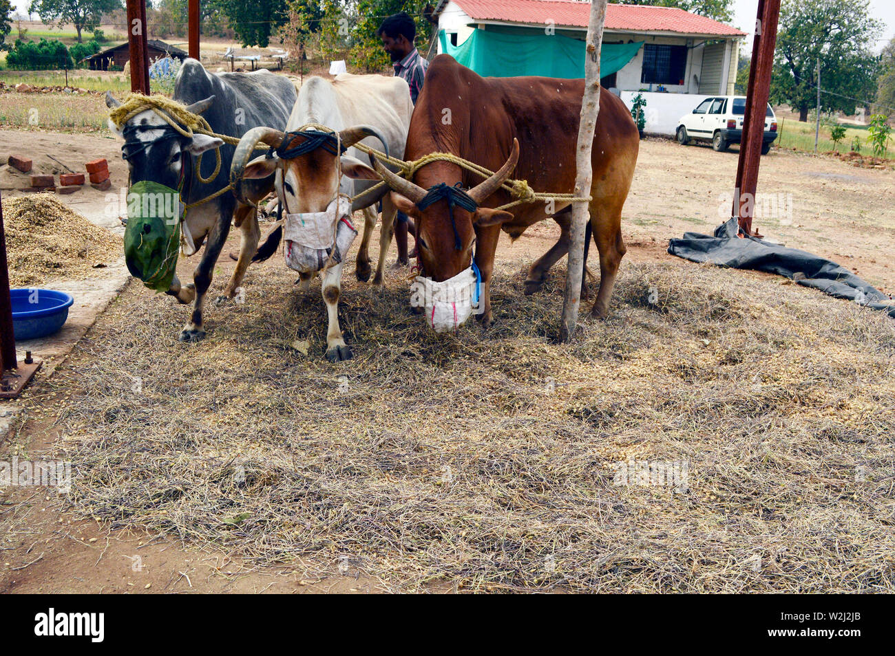 Threshing or separating grain Stock Photo - Alamy