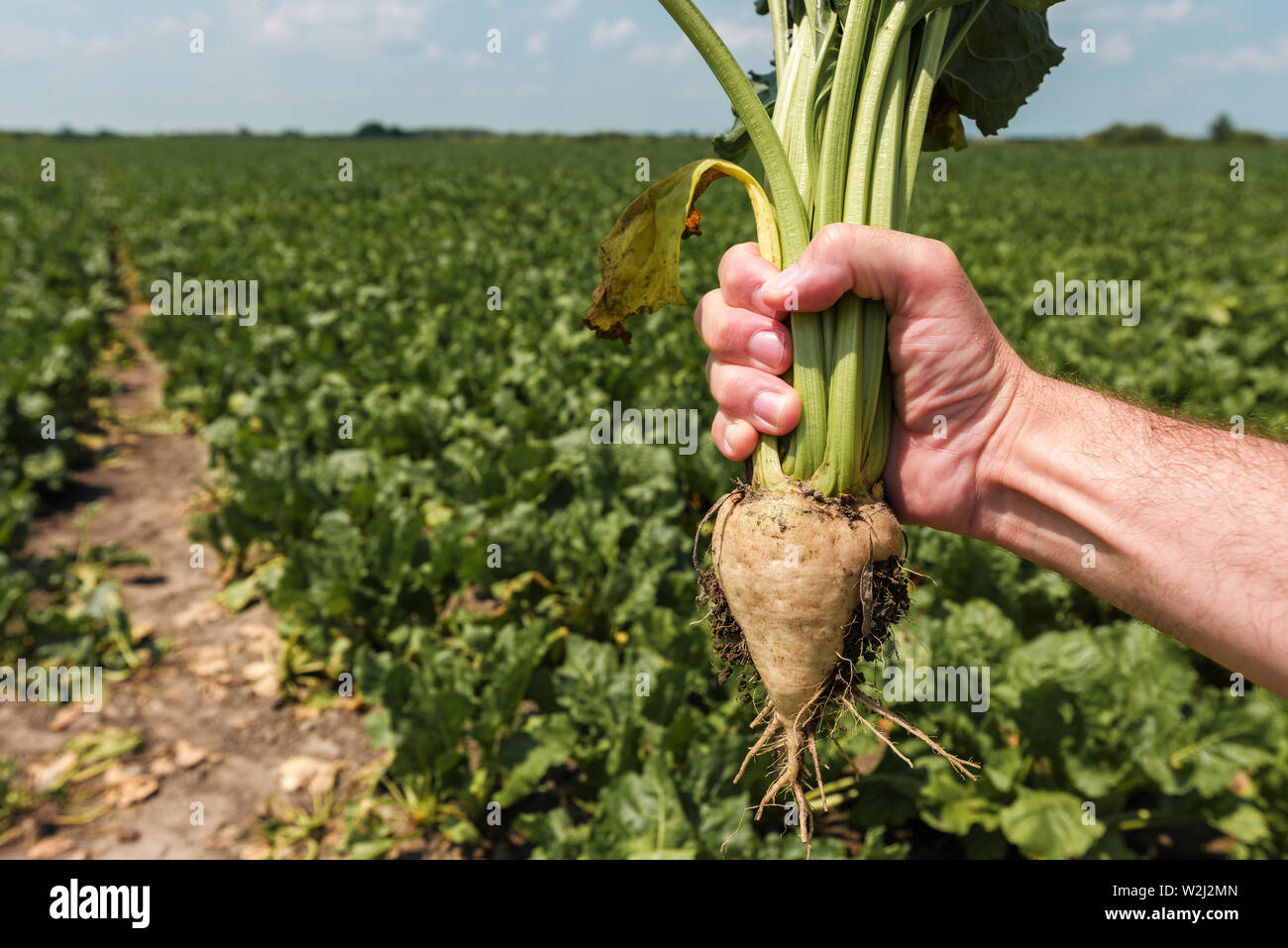 Hand holding beetroot hi-res stock photography and images - Alamy