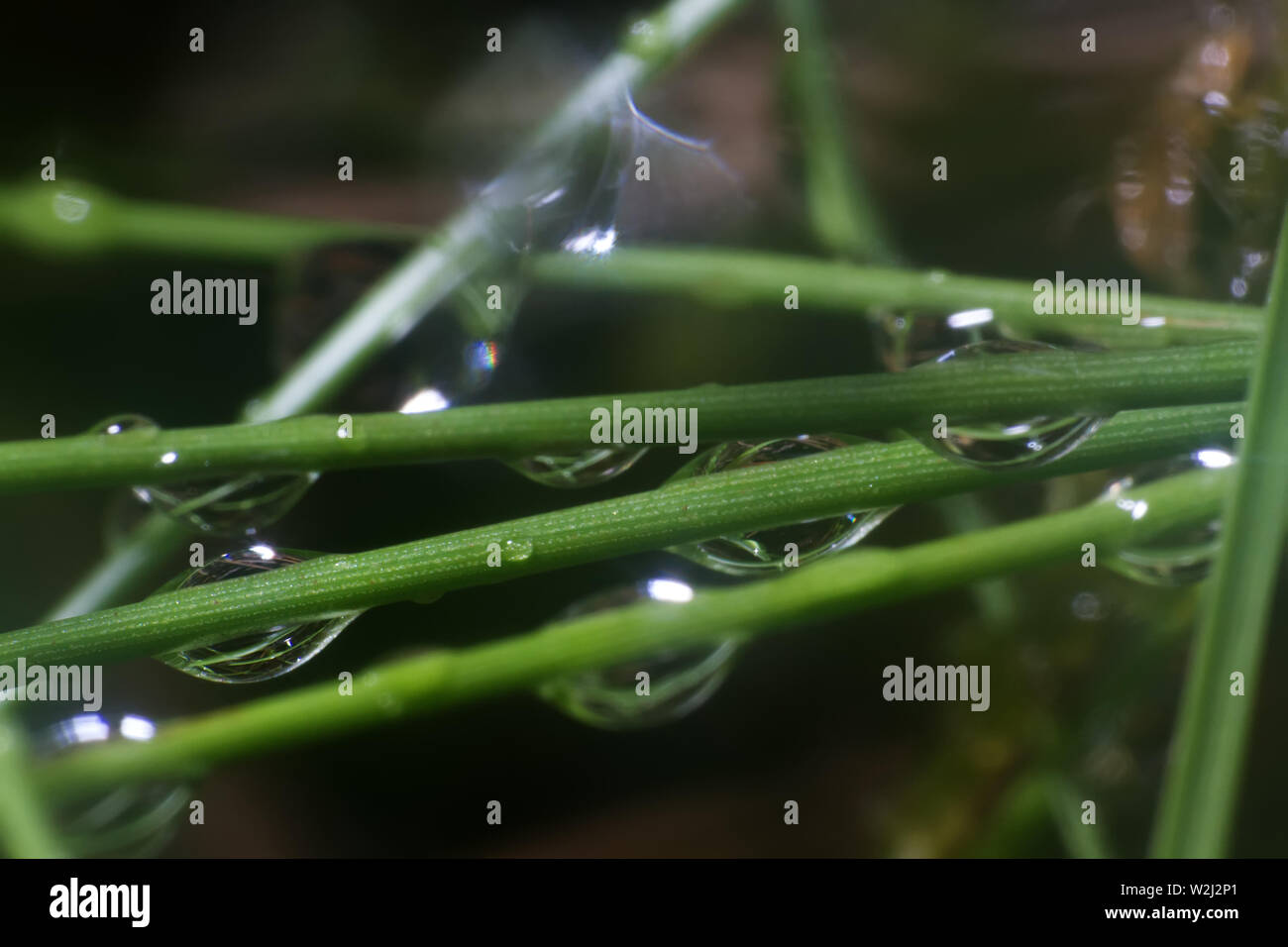 morning nature background with beautiful drop. beauty of nature in ...