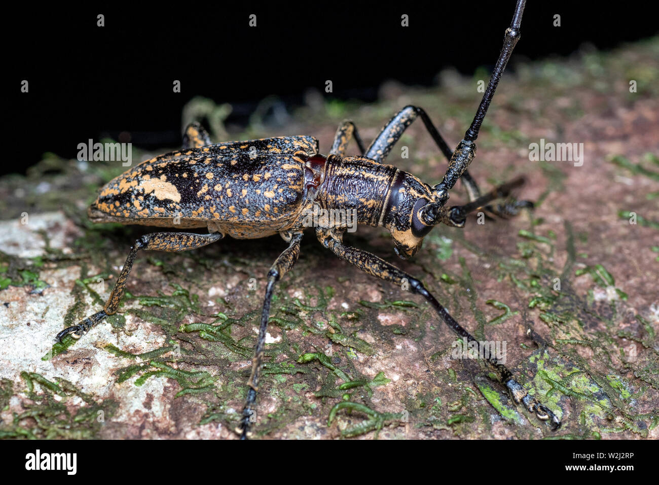 Family cerambycidae hi-res stock photography and images - Alamy