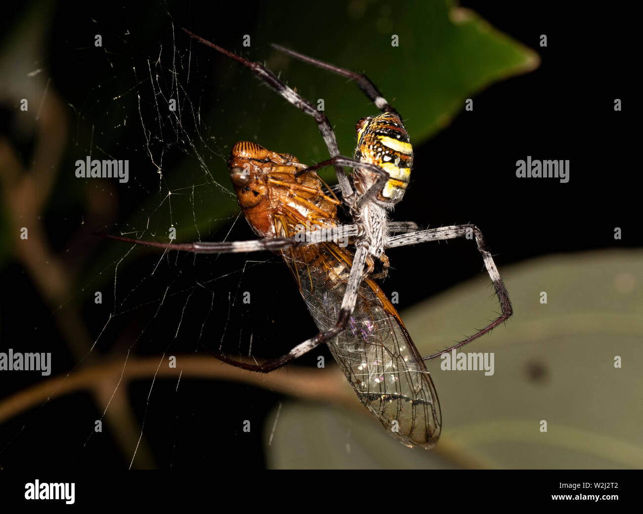 Argiope keyserlingi, the St Andrew's Cross spider, feeding on a cicada ...