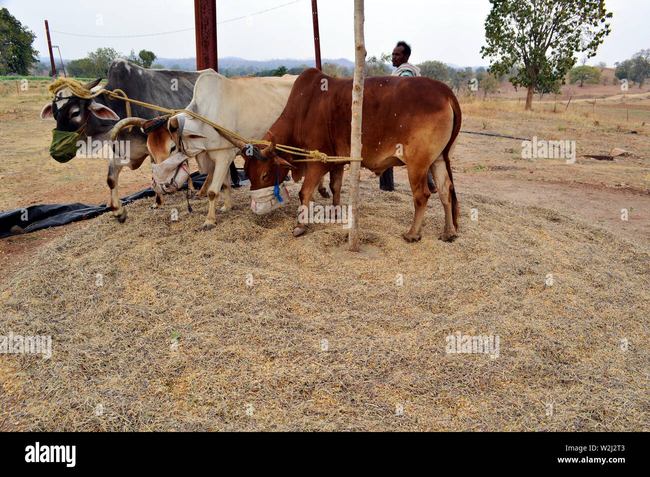 Threshing or separating grain Stock Photo - Alamy