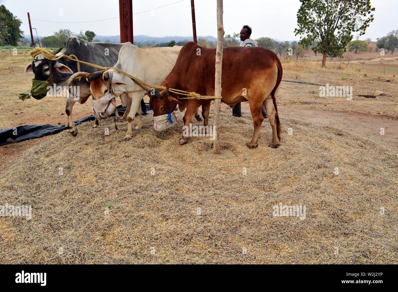 Traditional threshing method hi-res stock photography and images - Alamy