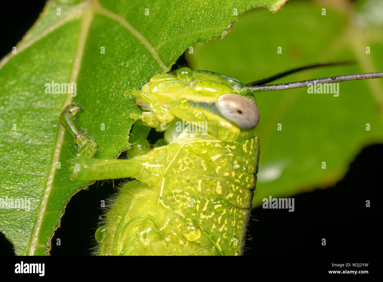 Valanga irregularis hi-res stock photography and images - Alamy