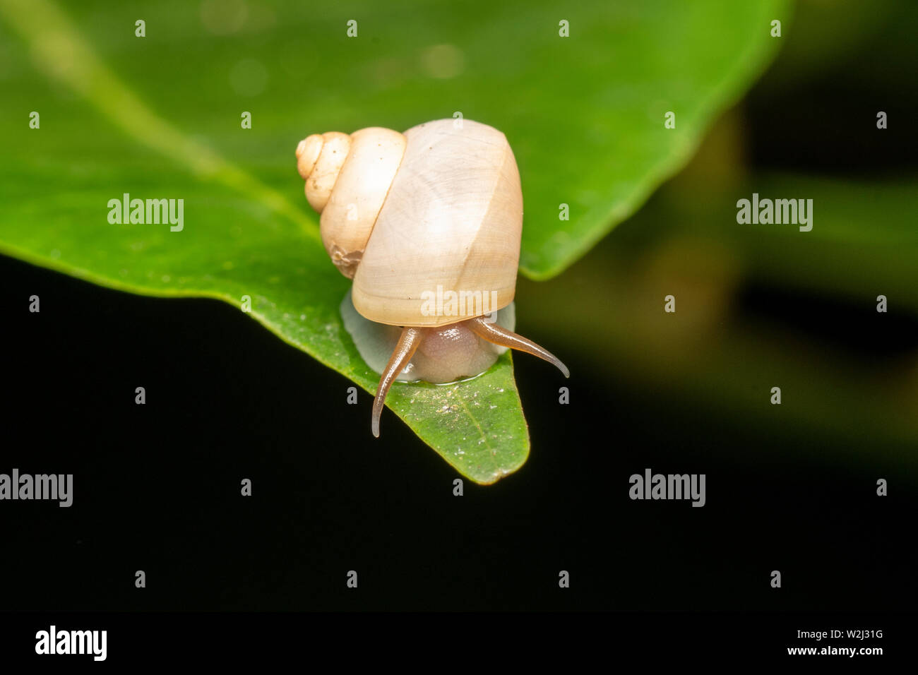 Operculate snail hi-res stock photography and images - Alamy
