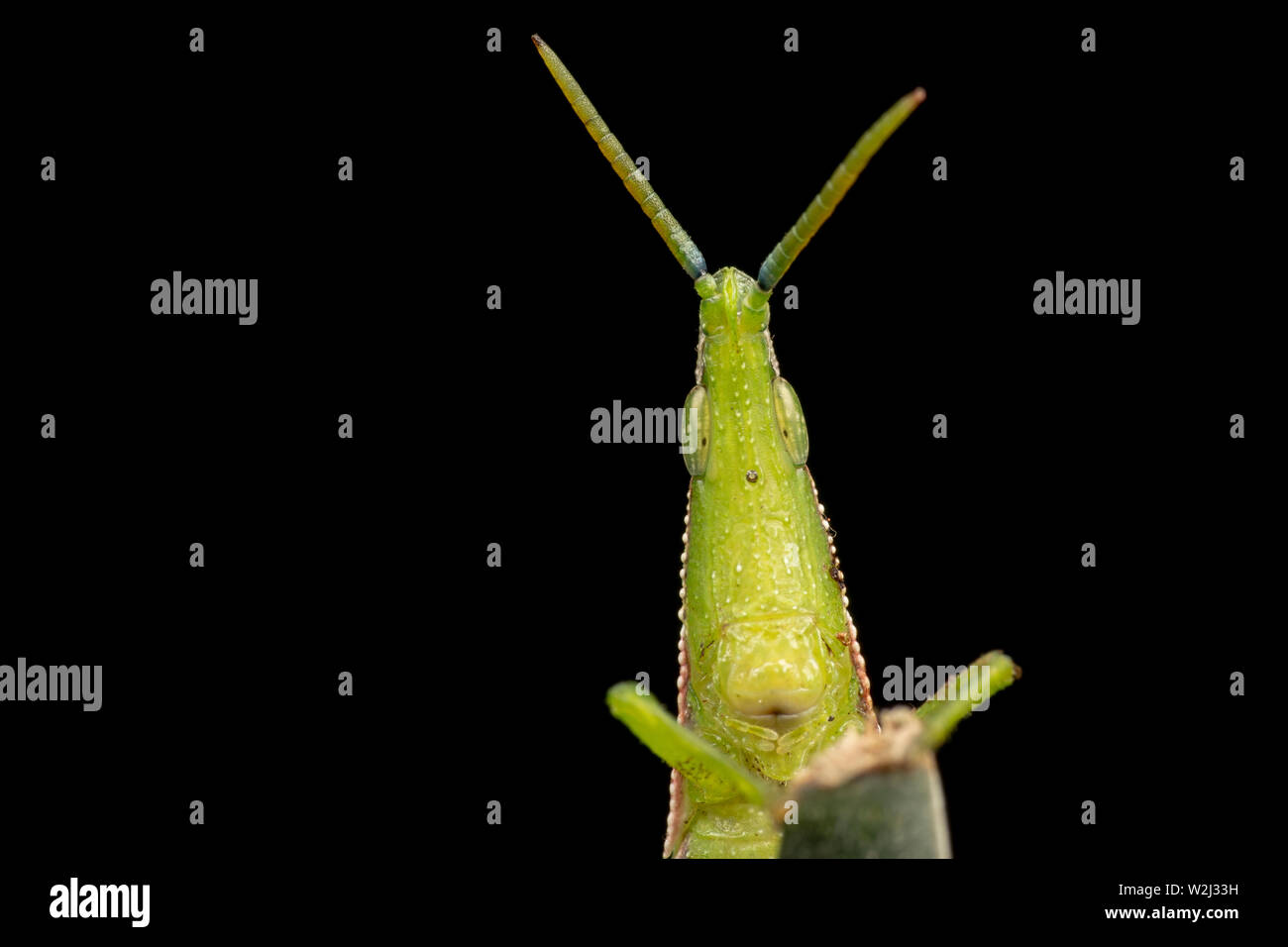 Extreme close portrait of a Northern Slantface grasshopper ...