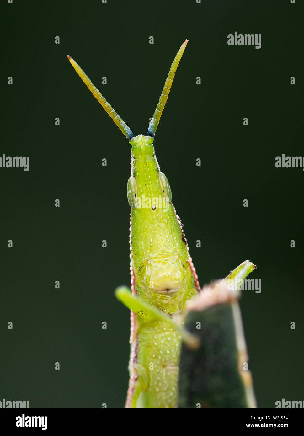 Extreme close portrait of a Northern Slantface grasshopper ...